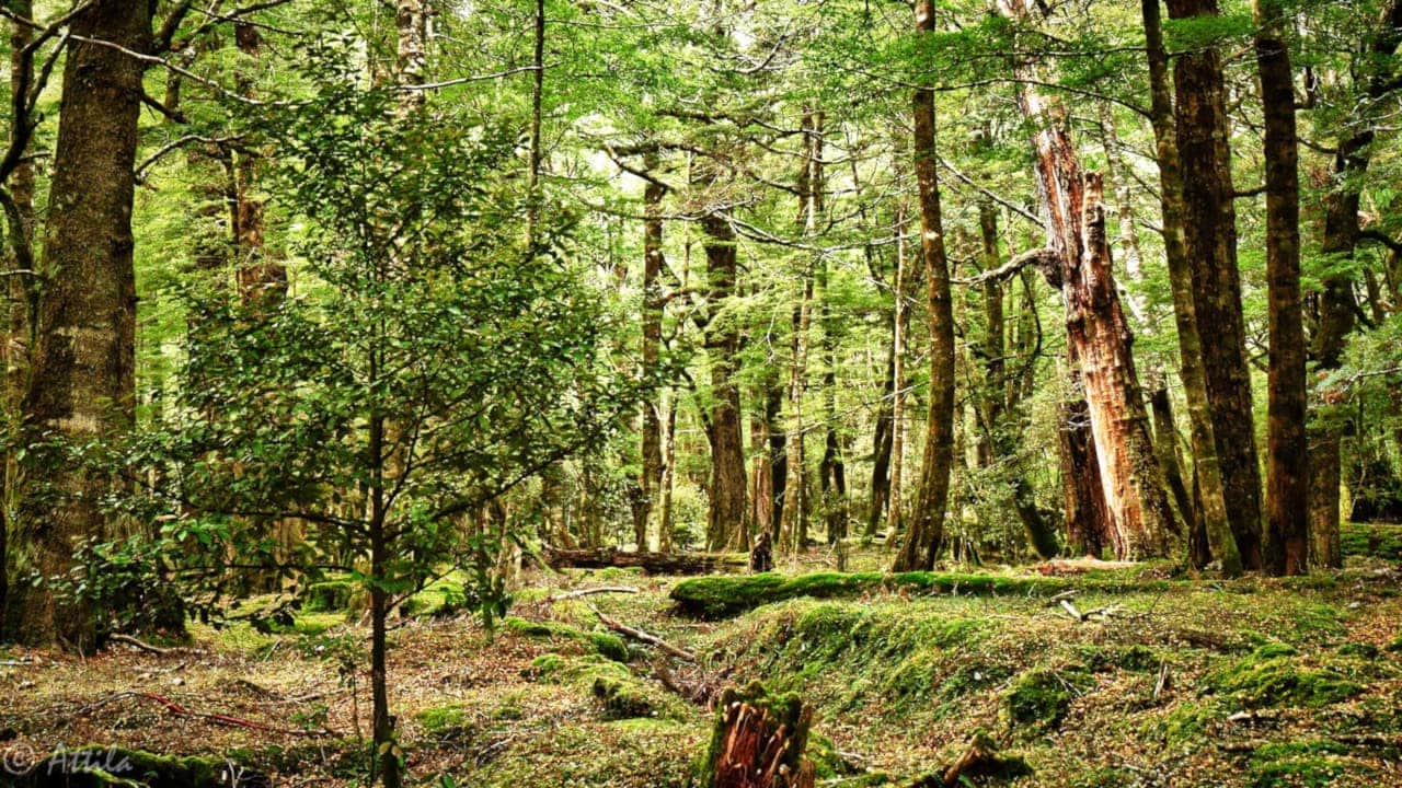 Lord of the Rings Half-Day Tour from Queenstown - Queenstown, New Zealand