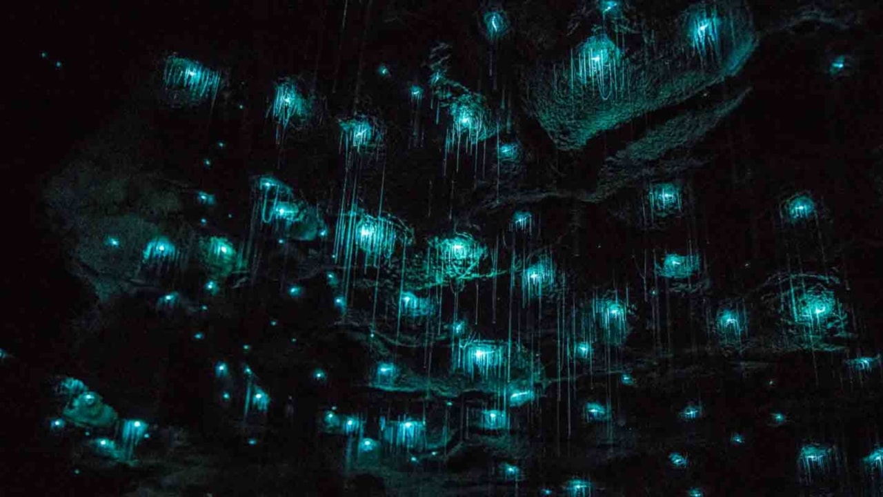 Hobbiton Movie Set and Waitomo Glow Worms from Auckland - Auckland, New ...